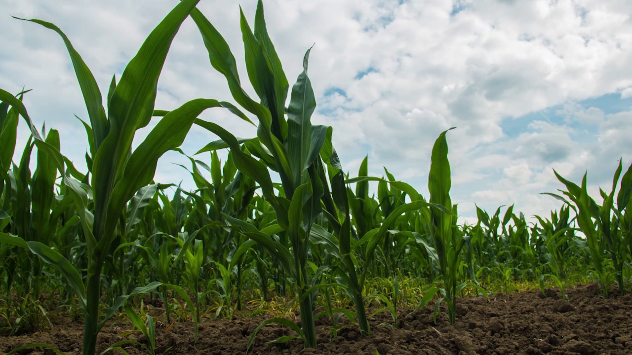 Corn Time Lapse - YouTube