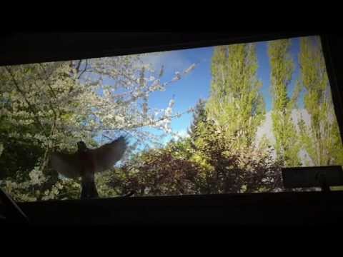How-to Poop on a Window