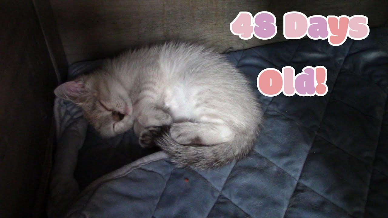 Misha's Kittens Are 48 Days Old! 😻 - YouTube