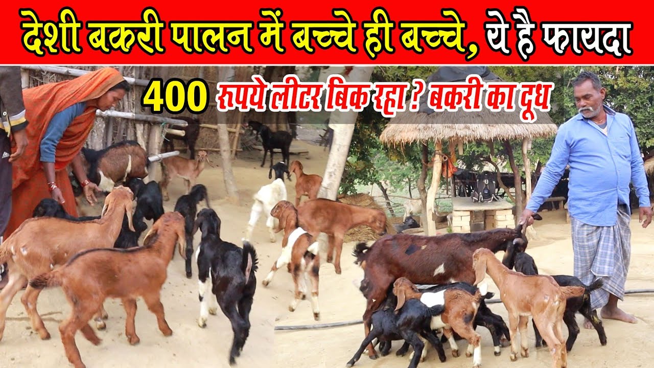 देशी बकरी पालन में बच्चे ही बच्चे , ये है फायदा ? । Deshi Bakri Palan ...