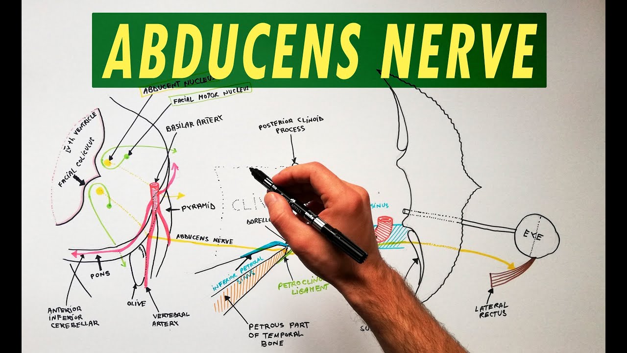 Abducens Nerve - Anatomy Tutorial - YouTube