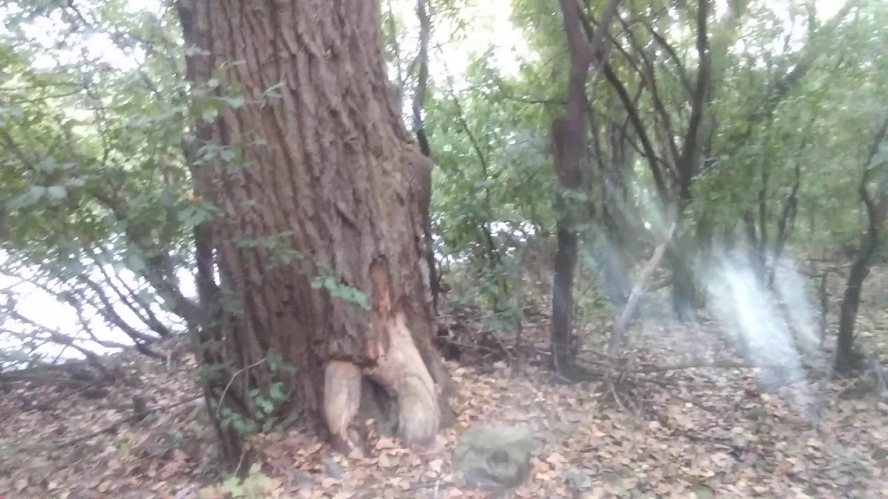 Bigfoot Tree structure education part 1 - YouTube