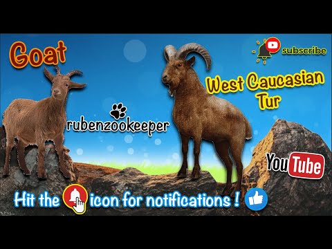 West caucasian tur and goats Resting enjoying the visitors