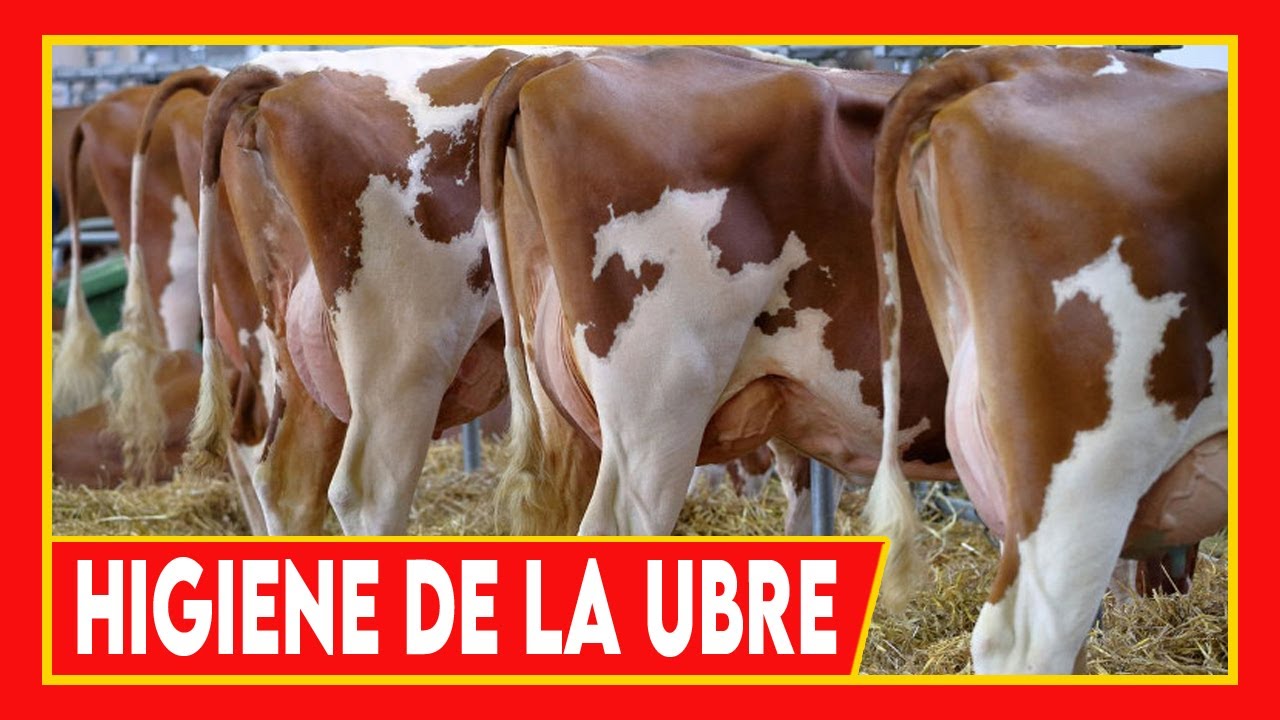 🔴 UBRE de las Vacas Esencial PARA BUENAS PRODUCCIONES Vacas Lecheras ...