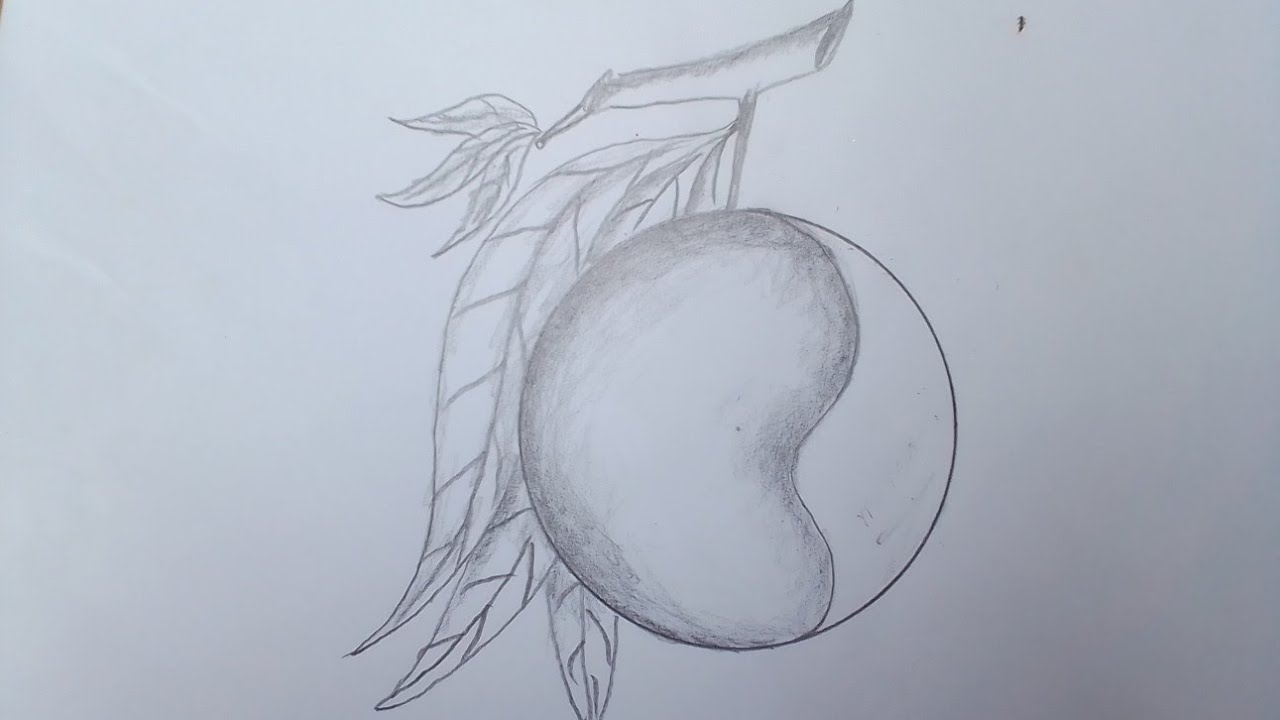 Mango drawing easy/how to draw step by step/pencil sketch tutorial ...