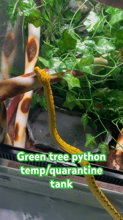 Green tree python setup! - YouTube