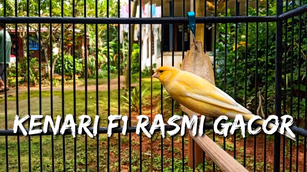 Kenari F1 Rasmi Full Gacor - YouTube