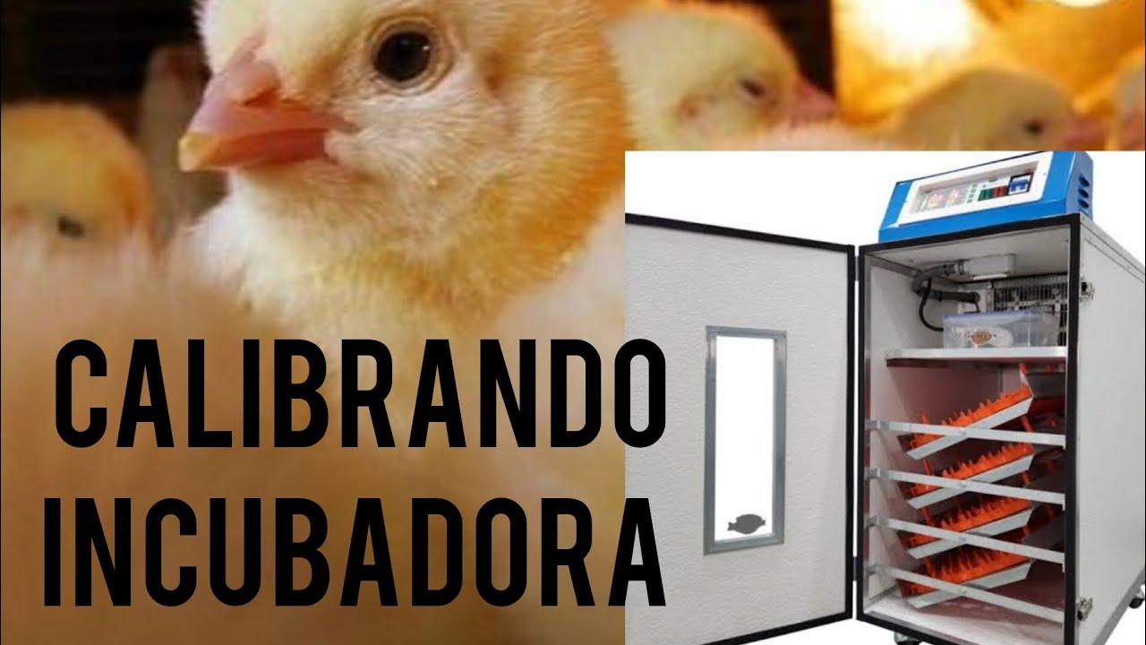 Incubación Exitosa... Calibrando Incubadora - YouTube