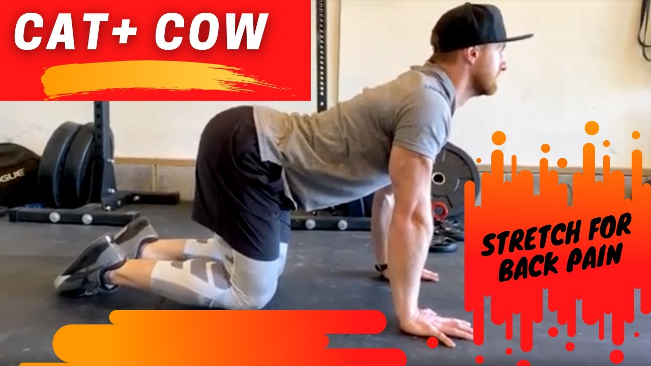 How to do a Cat + Cow Stretch | Lower back Stretch | K Squared Fitness ...