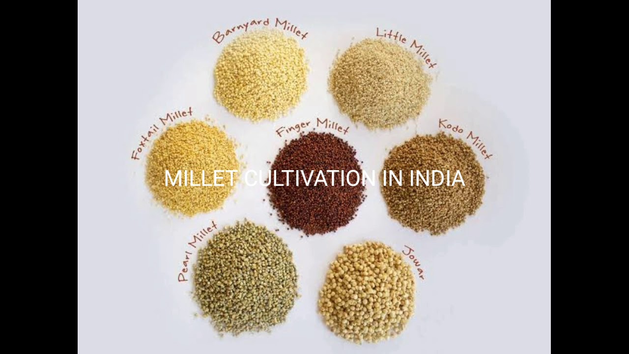 PPT on Millet Cultivation (class10) - YouTube