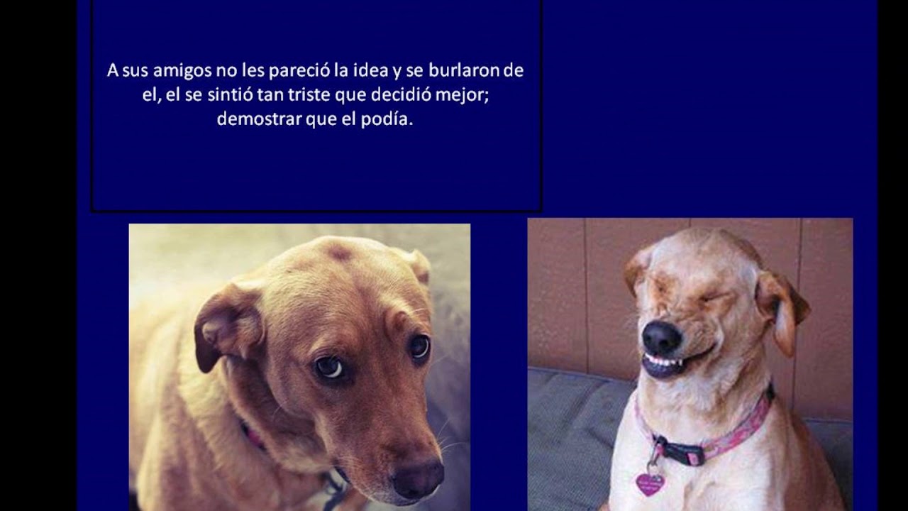 El perro futbolero - YouTube