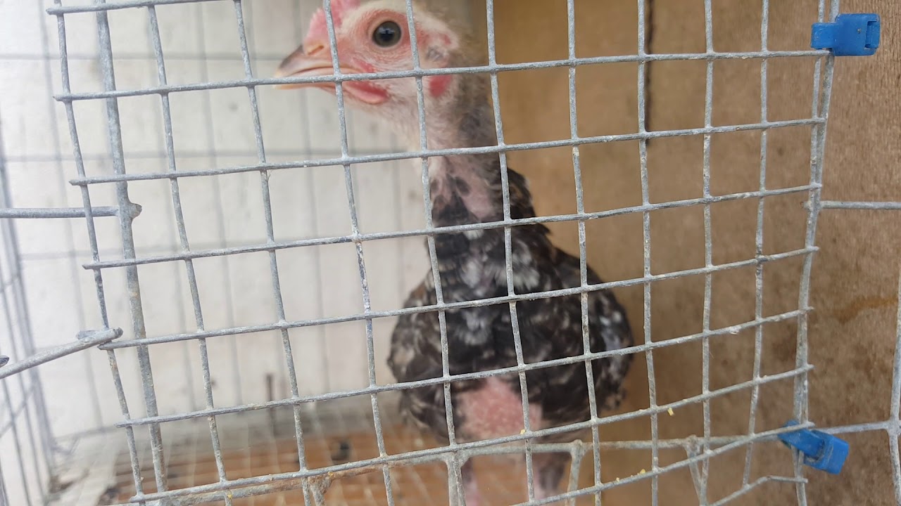 Como criar tus pollos, fuerte, saludables y también inmunes a ...