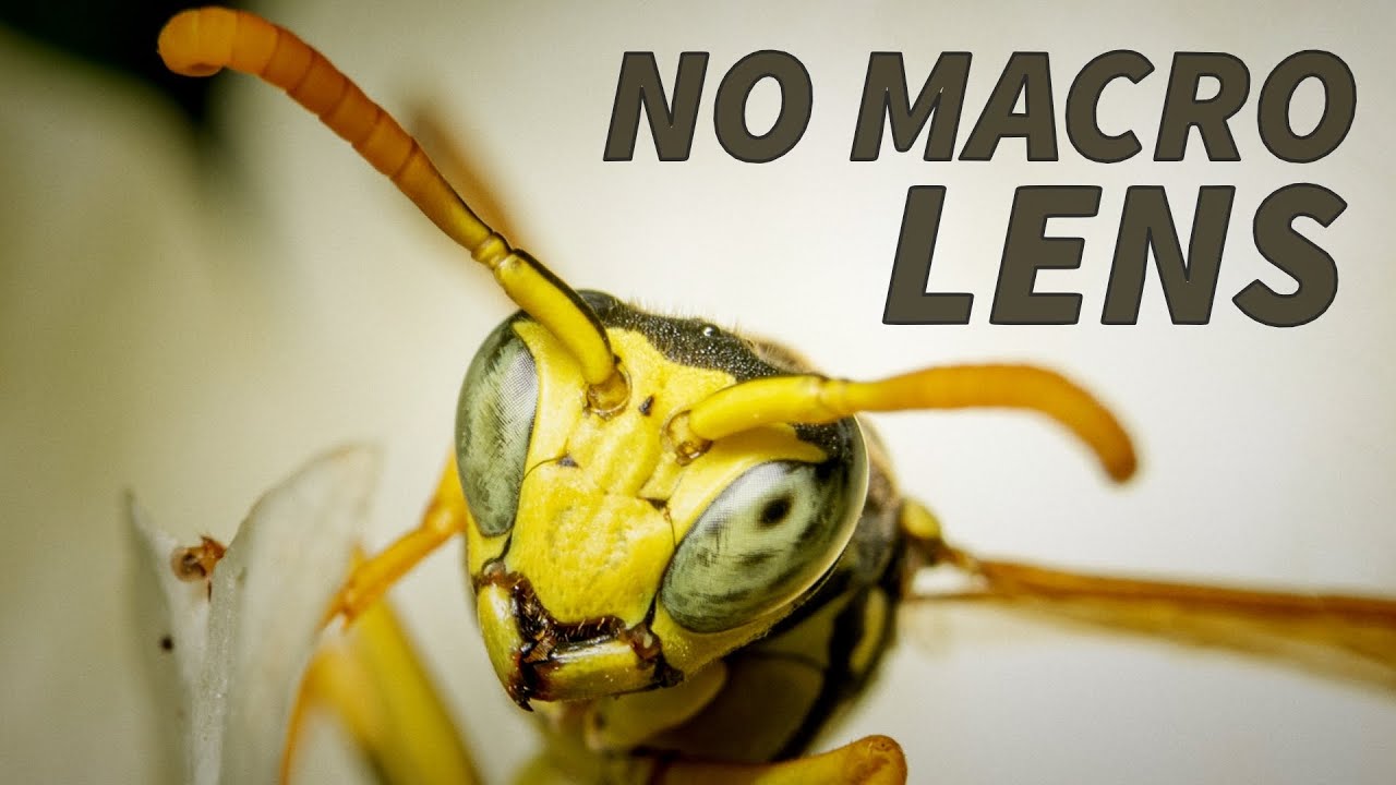 Incredible! Macro Photography Without a Macro Lens! - YouTube