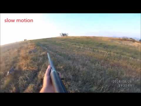 ΚΥΝΗΓΙ ΟΡΤΥΚΙΟΥ 28 8 2018 (Hunting Quail) - YouTube