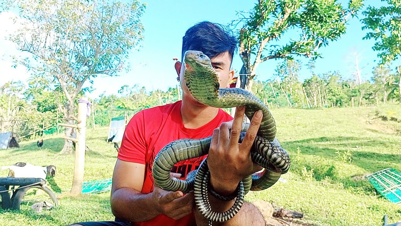 BANAKON (KING COBRA) HANDLING AND UPDATE VIDEO 🔥 ️🔥 - YouTube