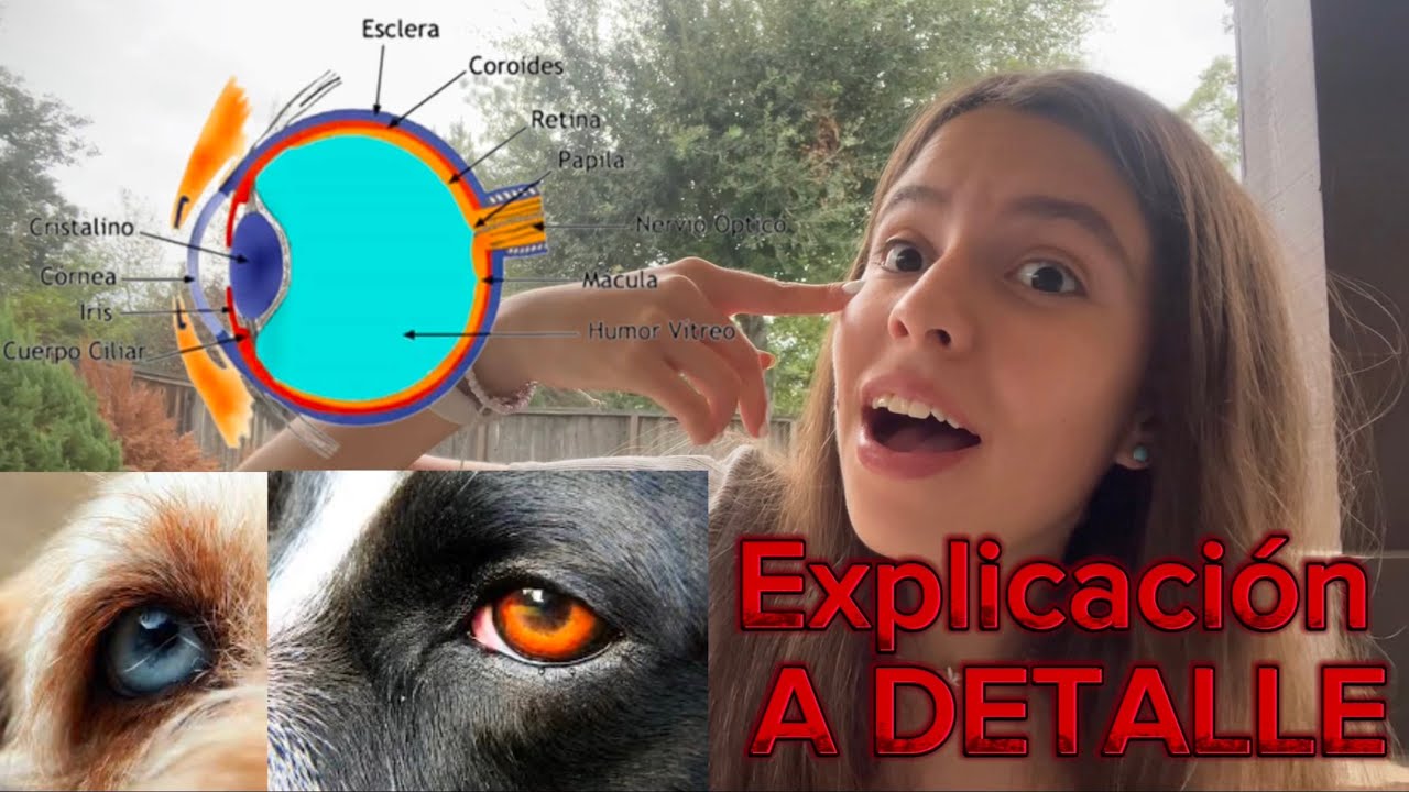 Anatomía Del Ojo De Un Perro