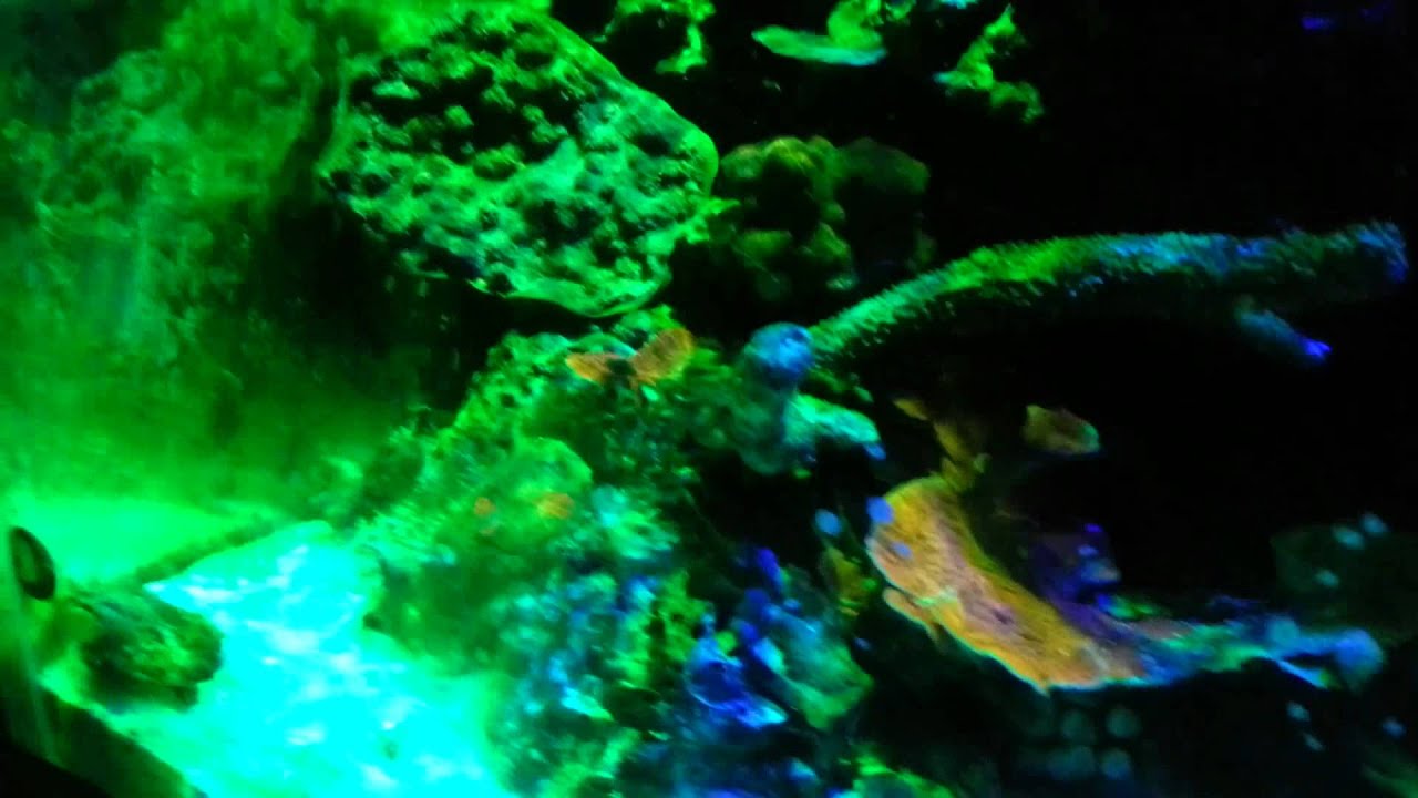 New A I Vega LED's - YouTube