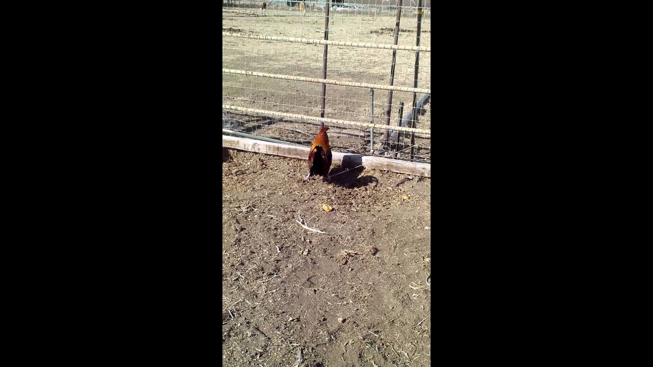 Hatch blue leg - YouTube