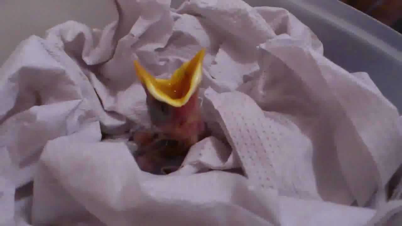 Feeding the baby myna - YouTube