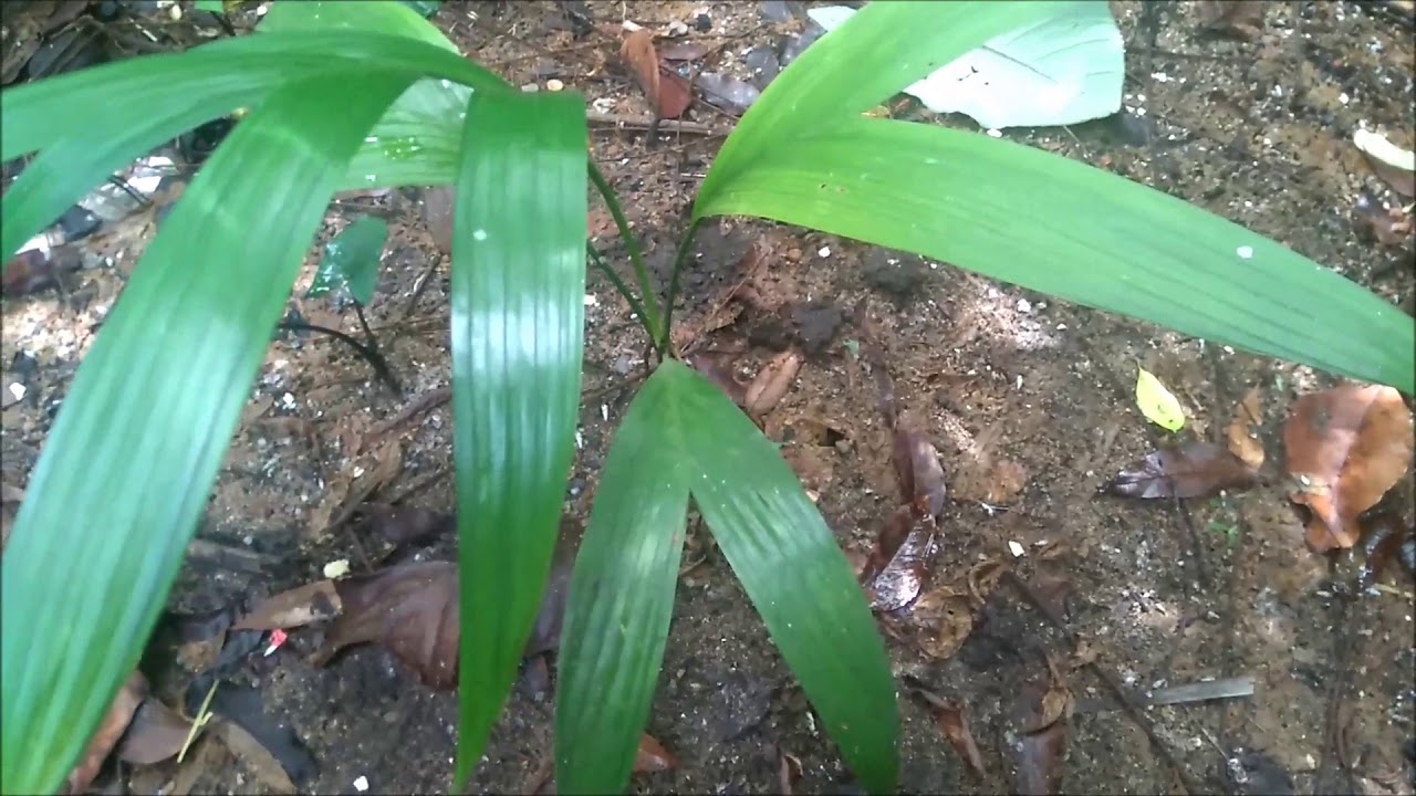 കവുങ്ങിനു കുഴി മൂന്ന് ,kavungu krishi, arecanut farming in kerala ...