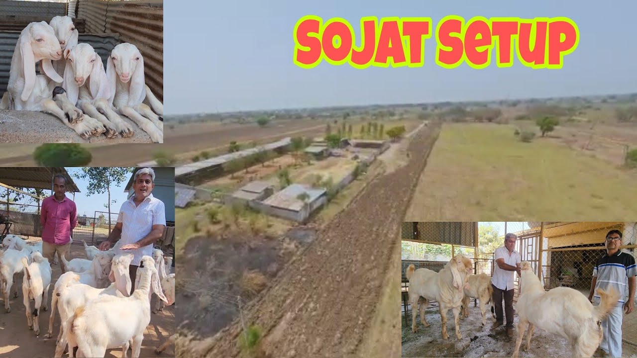 The Biggest Sojat Breeding Setup Gujarat | The Learning Place For ...