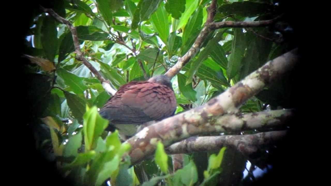 Scaled Pigeon - Patagioenas speciosa - Mitu - YouTube