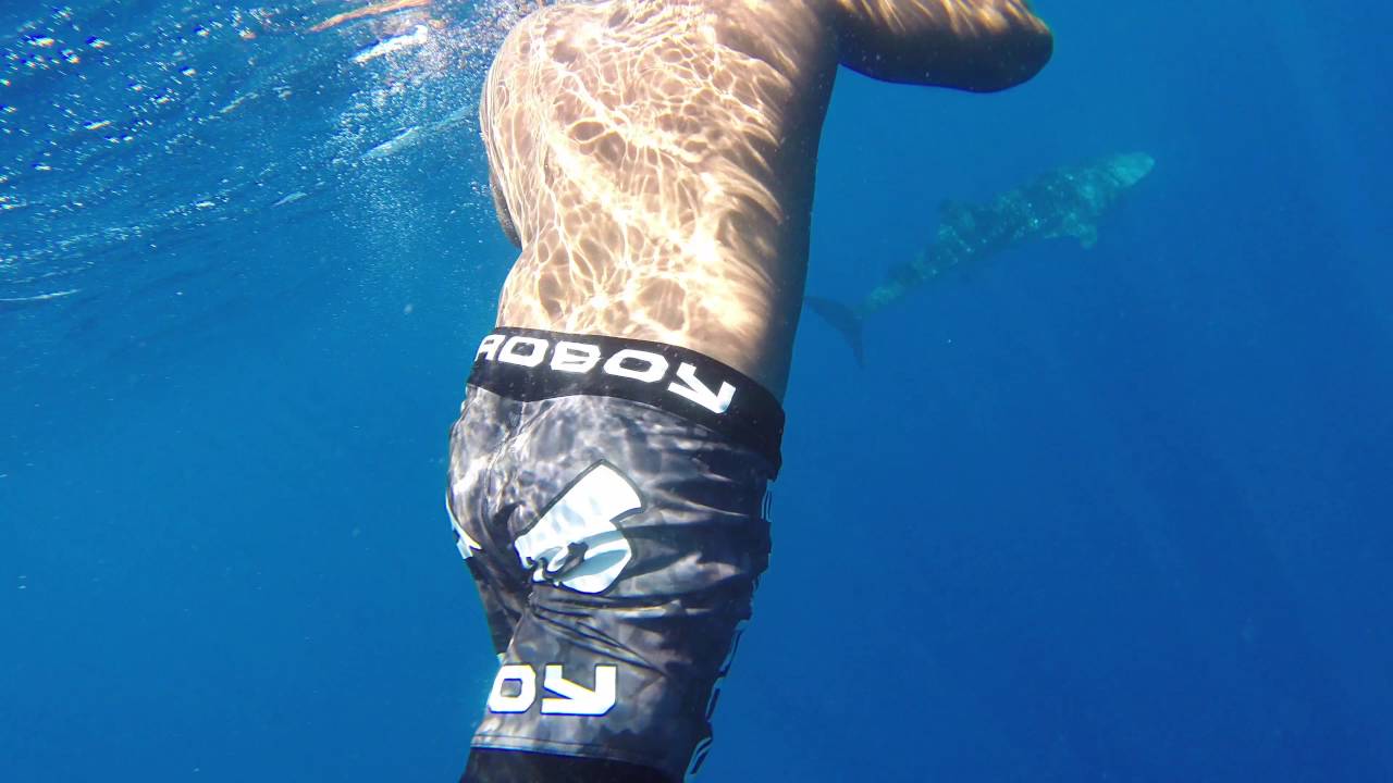 requin baleine Hurghada Egypte Septembre 2016 - YouTube