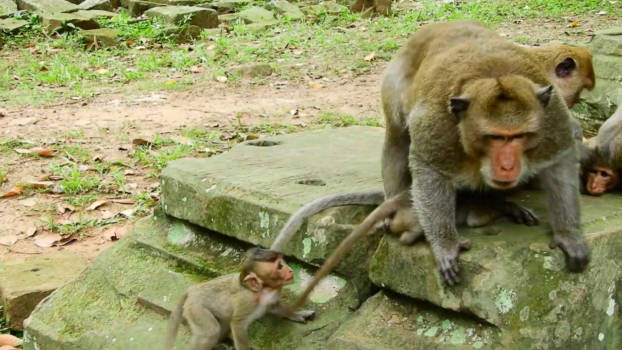OMG ! Why Achap is boring with lovely baby monkeys in his troop, They ...
