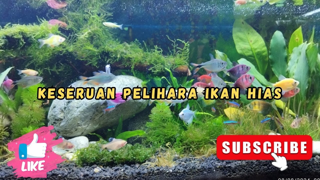Keseruan Pelihara Ikan Hias ‎@ikanaquarium31 - YouTube