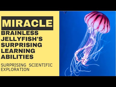 Brainless Jellyfish's Surprising Learning Abilities: A Scientific ...
