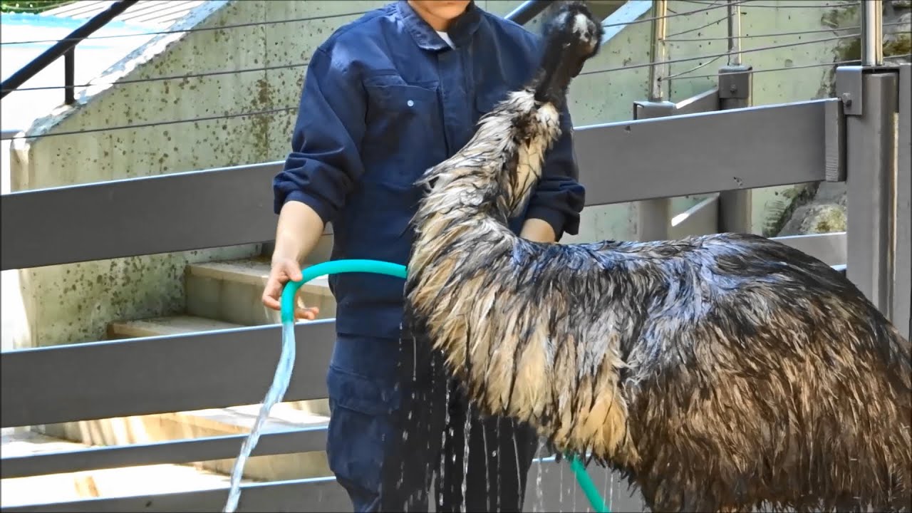 水をかけられたいエミューさん Emu splashed with water - YouTube