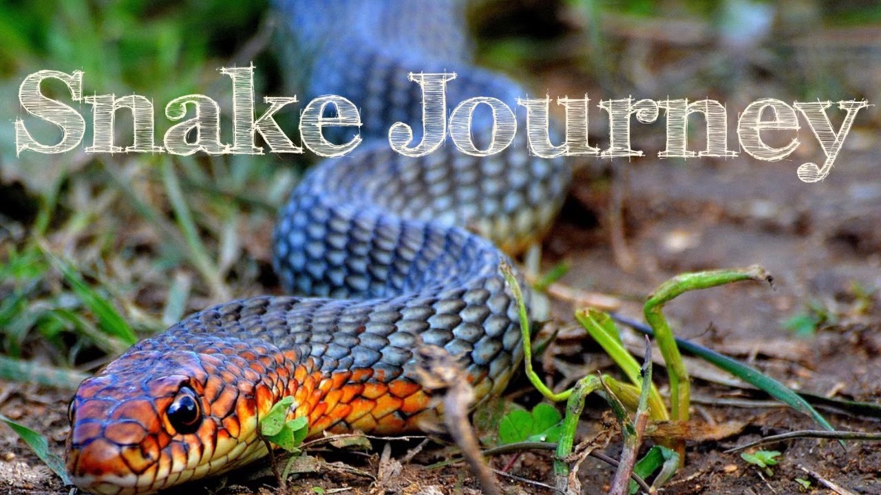 Snake Journey - YouTube