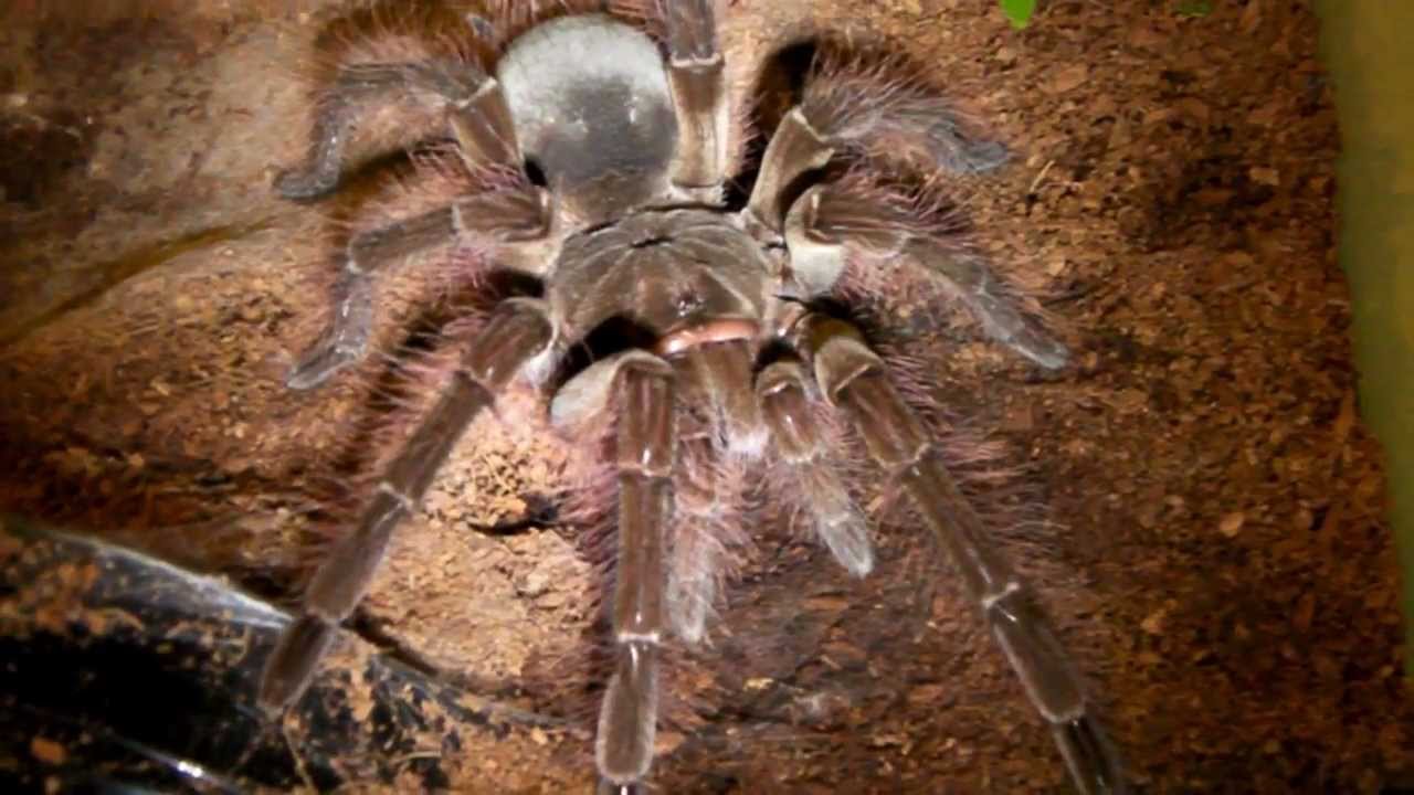 Tarantula Feeding video 26 (More Juicy Larvae!) - YouTube