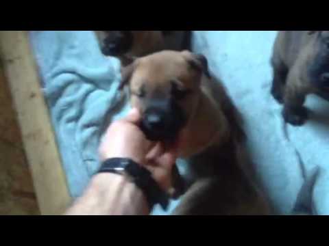 New chow boxer pups - YouTube