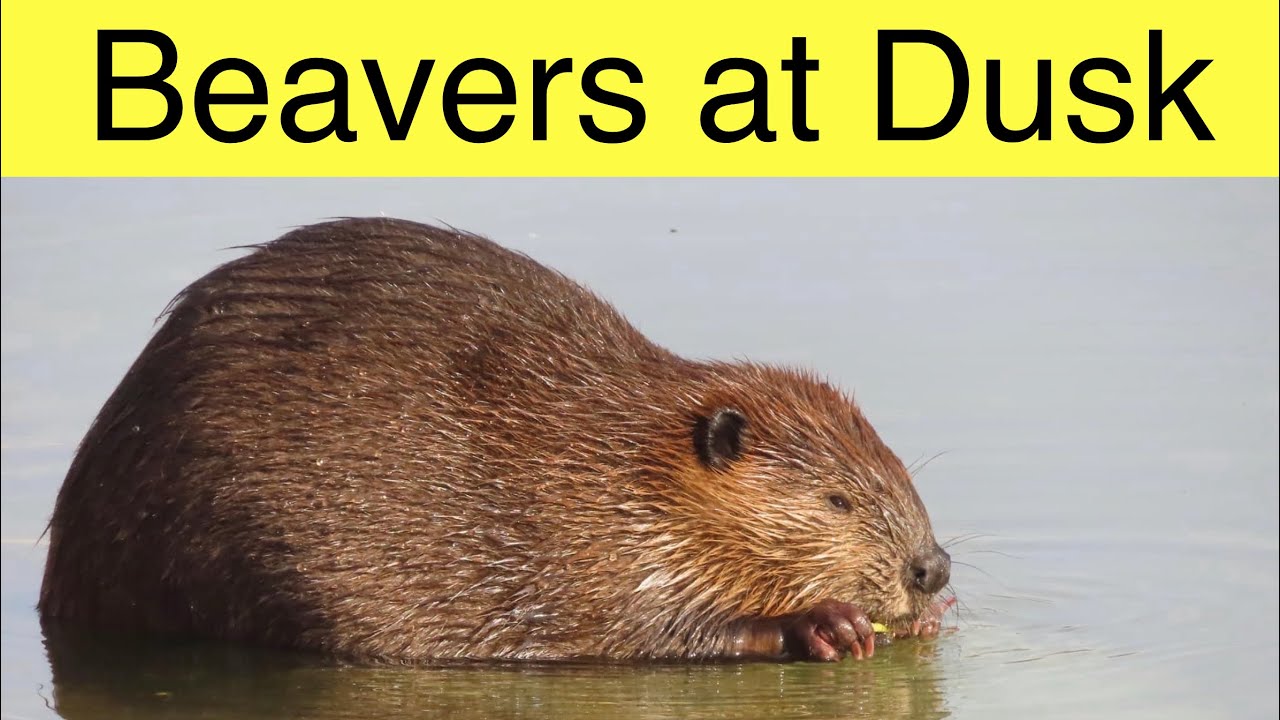 2 Urban Beavers at Dusk in Saskatoon - YouTube