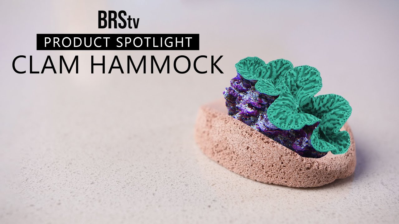 A Safe & Sturdy Home for Your Saltwater Tank’s Clams? Brightwell ...