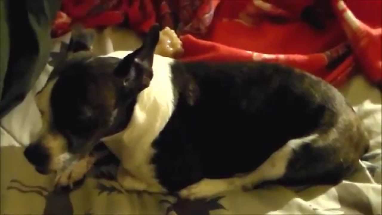 Bochi TV Episode 1 - YouTube