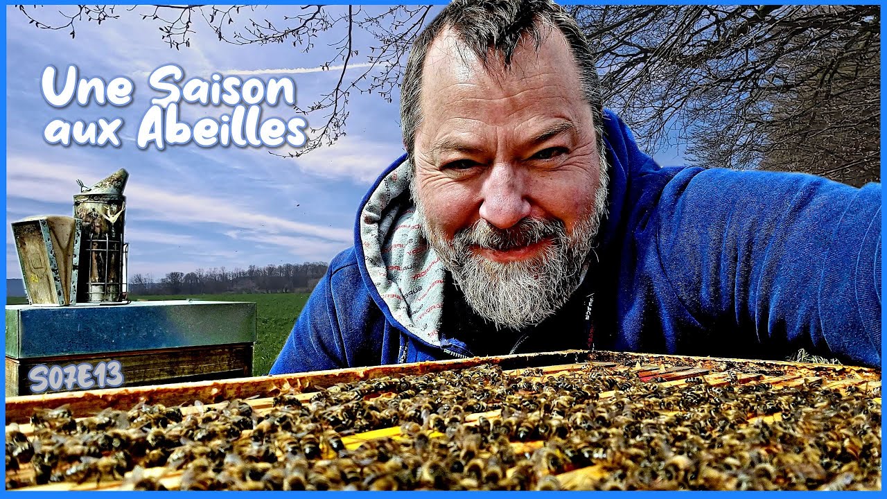 Regarde bien ta ruche - S07E13 - YouTube