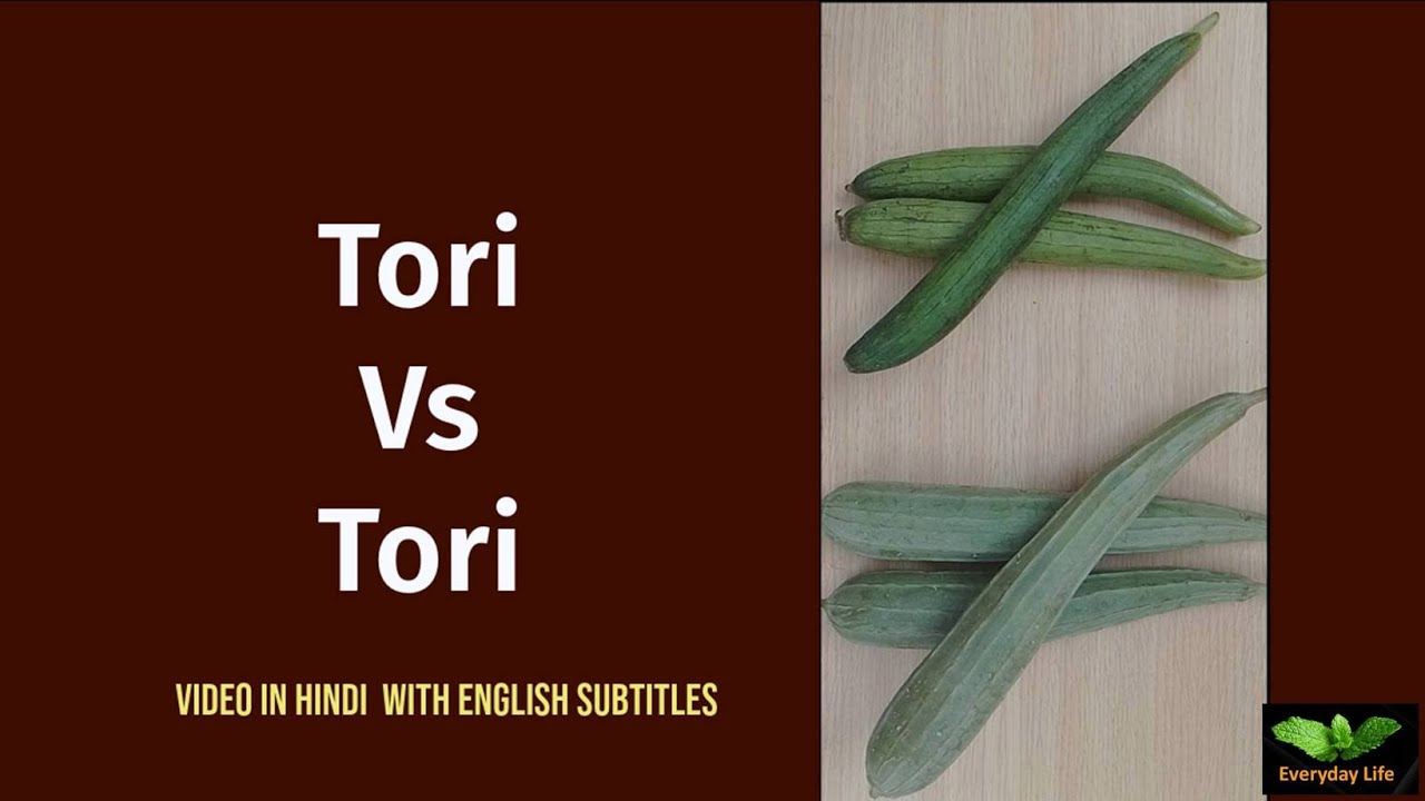 Tori Vs Tori | Turai Vs Turai | Sponge Gourd Vs Ridge Gourd | तोरी vs ...