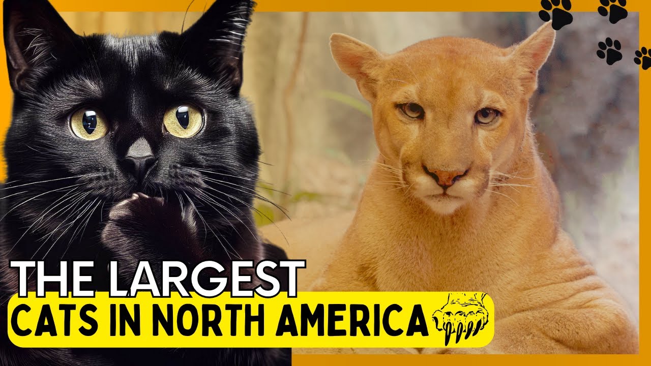 Everything you need to know about pumas - YouTube