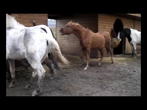 Equine aggression: stress or personality? - YouTube