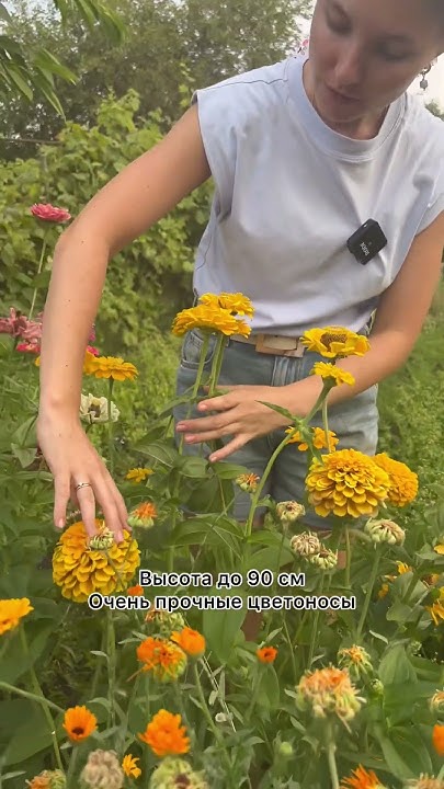 Гигантские цветки🌼Цинния Великан Желтый серия «Русский Богатырь ...