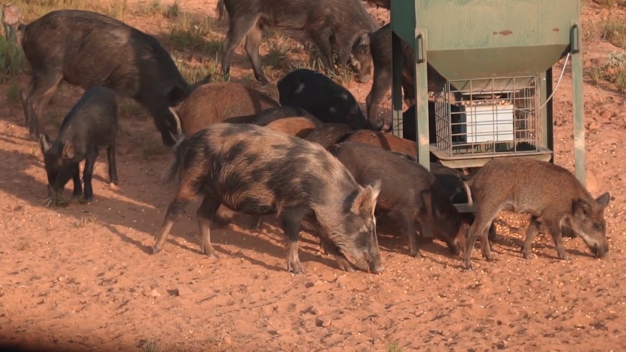 Spotted Wild Hog Down With A Bow - YouTube