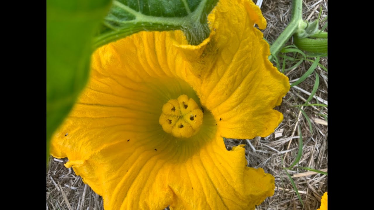 July 5 Giant Green Squash pollination attempt in Hawaii .. - YouTube