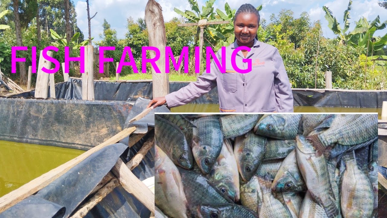 How to do fish farming in the most economical way - YouTube
