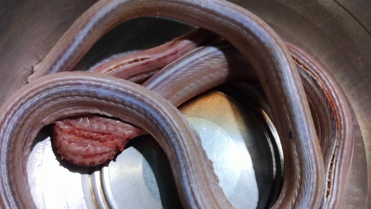 Eating Snake Fry Delicious - YouTube