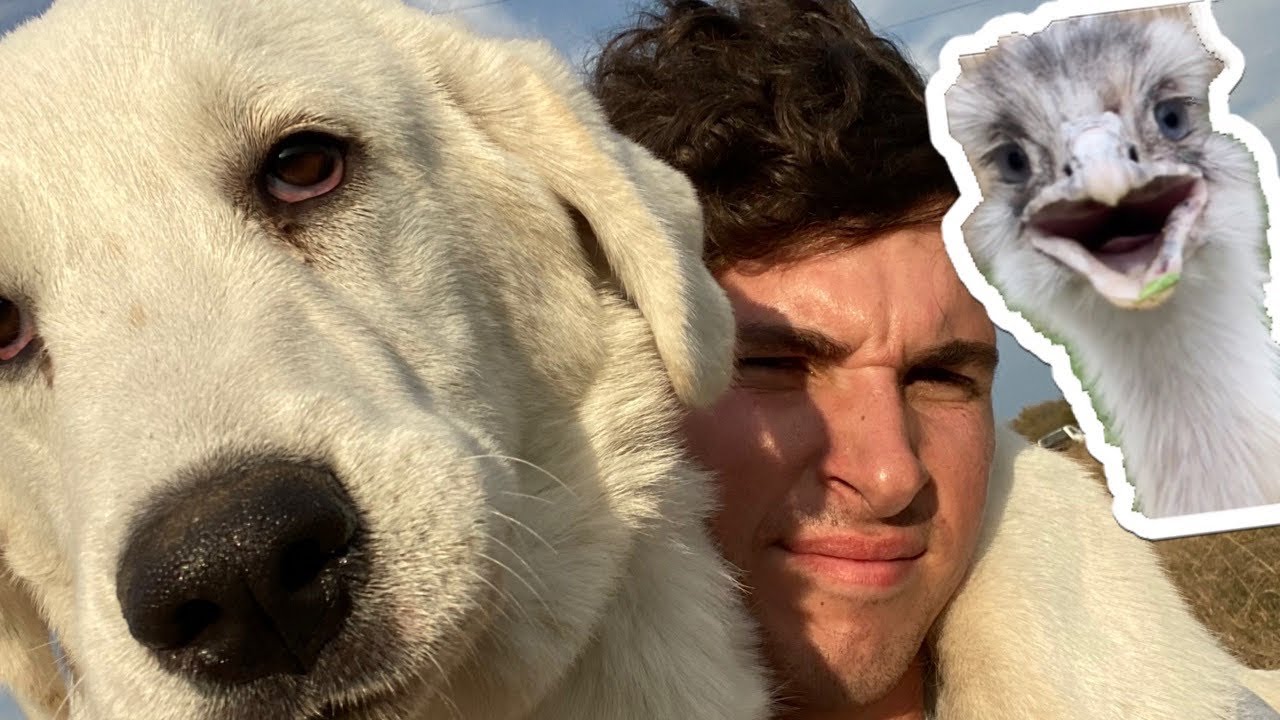 My Dog is a Skinwalker. - YouTube