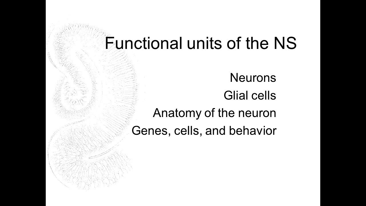 Chapter 3 Units of the CNS - YouTube