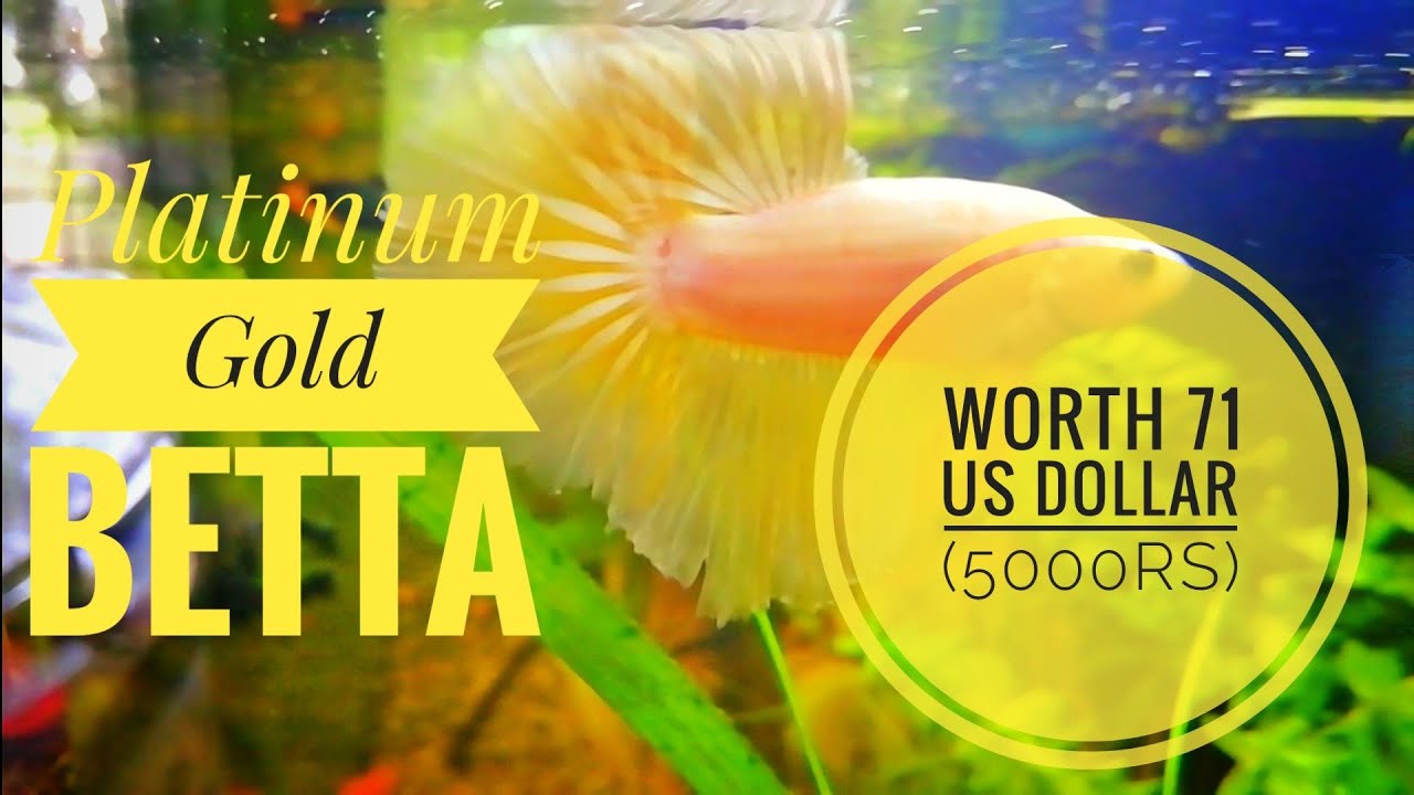 Platinum Gold Betta /Fighter Fish worth 71 US Dollar (5000rs) - YouTube