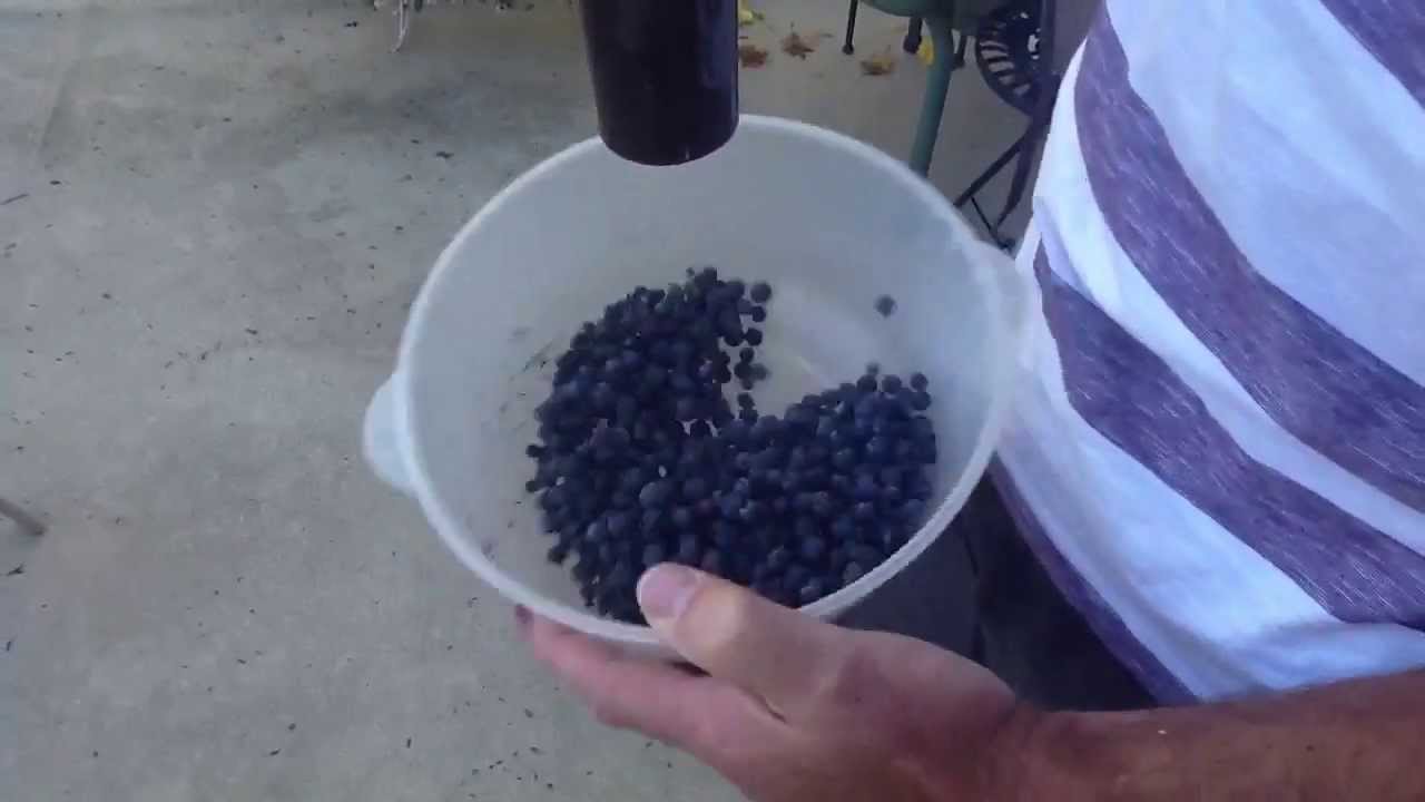Cleaning wild blueberries with a hair dryer - YouTube